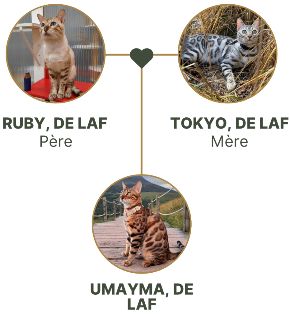 Nos chats Bengal - Umayma De Laf - CHATTERIE DES ALPES DORÉES - ÉLEVAGE ...